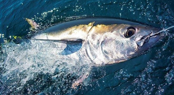 Results of Bluefin Tuna fishing trial in UK waters revealed - Angling ...
